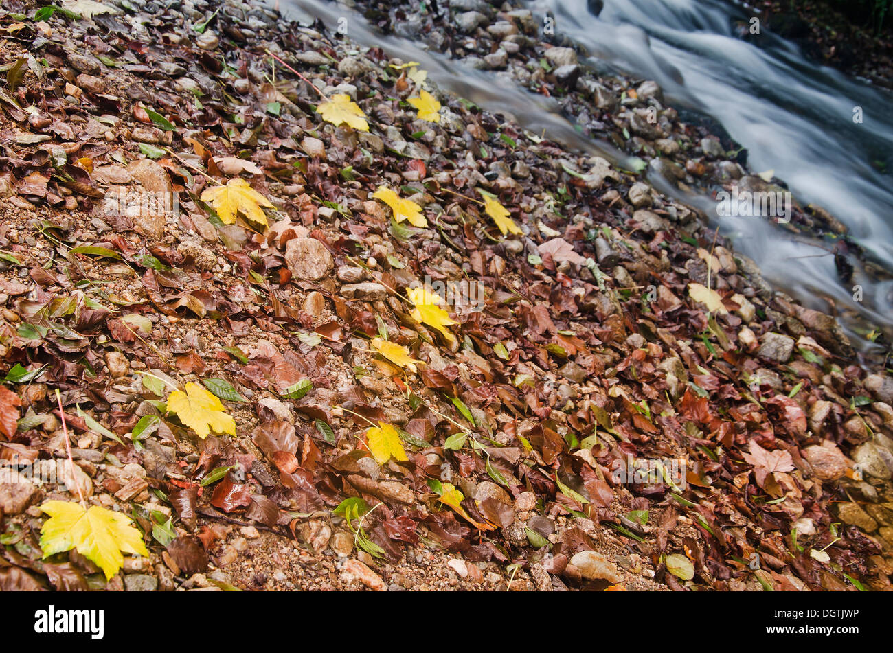 Late autumn maple leaves in the river bank Stock Photo - Alamy