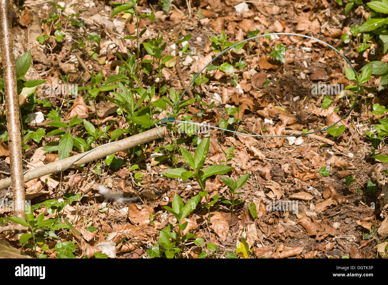 Noose trap set in woodland used for pheasant-rearing. Dorset Stock ...