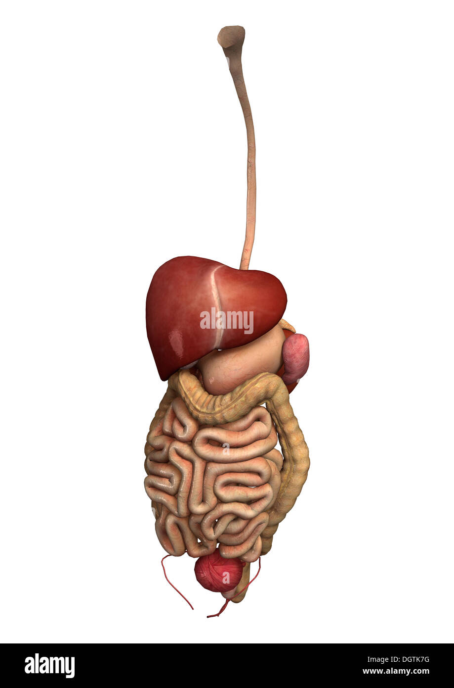 3D digital render of human guts isolated on white background Stock ...