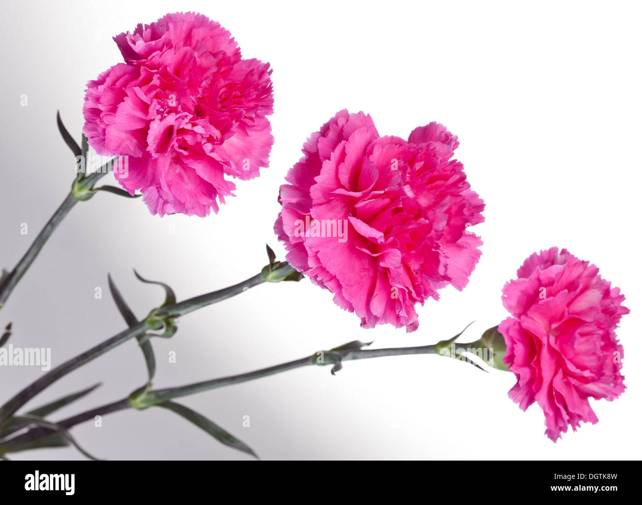 three pink carnations Stock Photo - Alamy