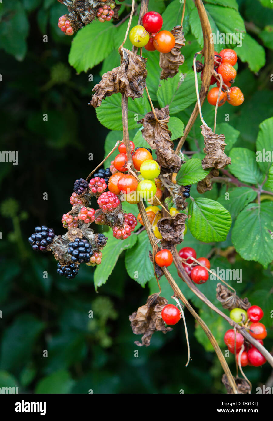 Bryony High Resolution Stock Photography and Images - Alamy