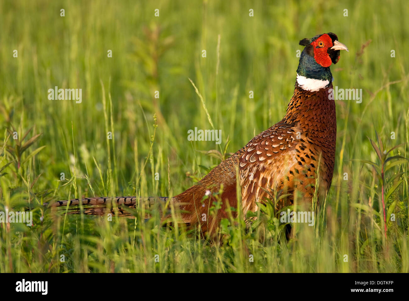 Pheasant (Phasianus colchicus), Neusiedler See lake, Burgenland ...