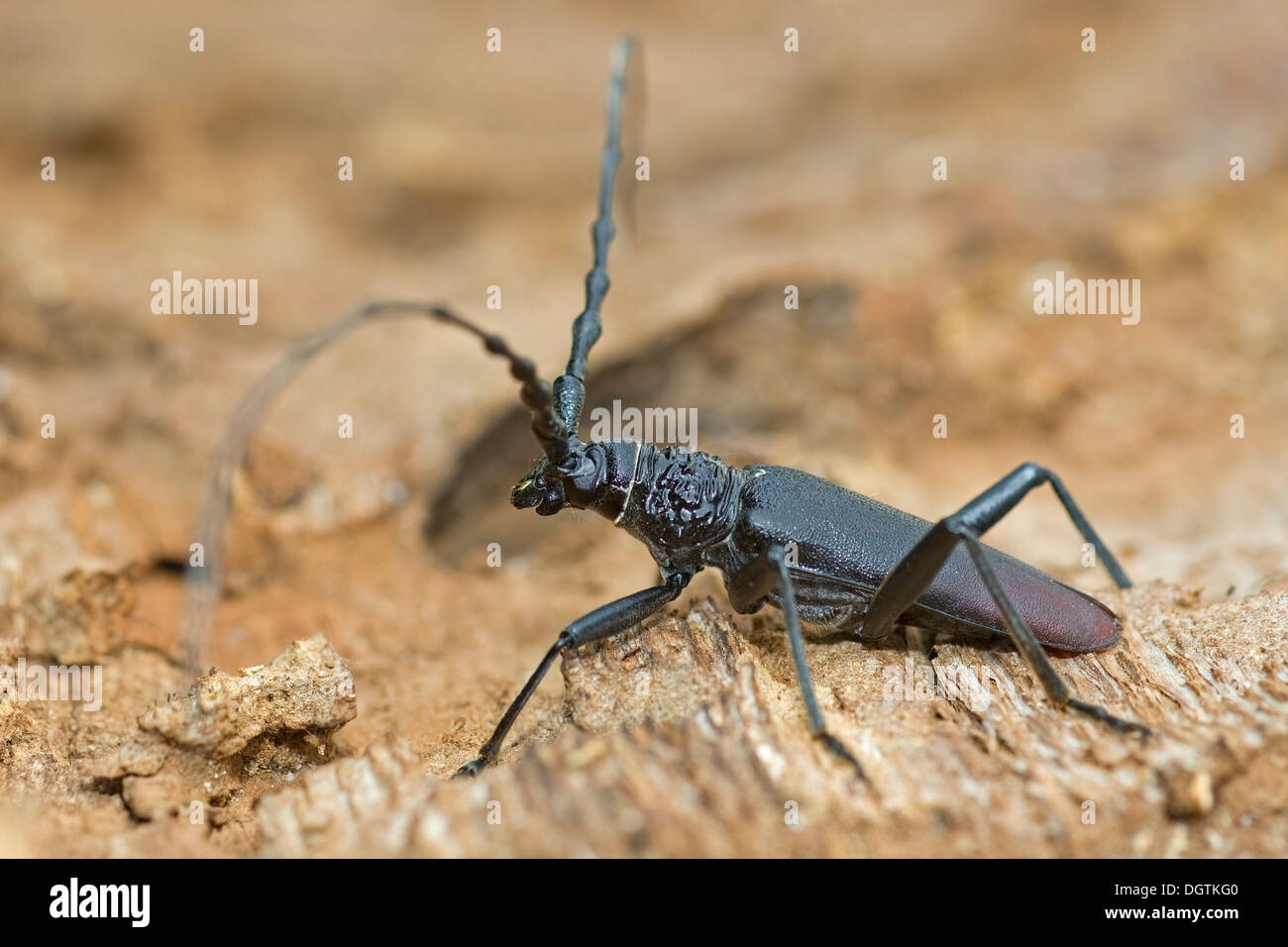 Great Capricorn Beetle (Cerambyx cerdo), South Moravia, Czech Republic ...