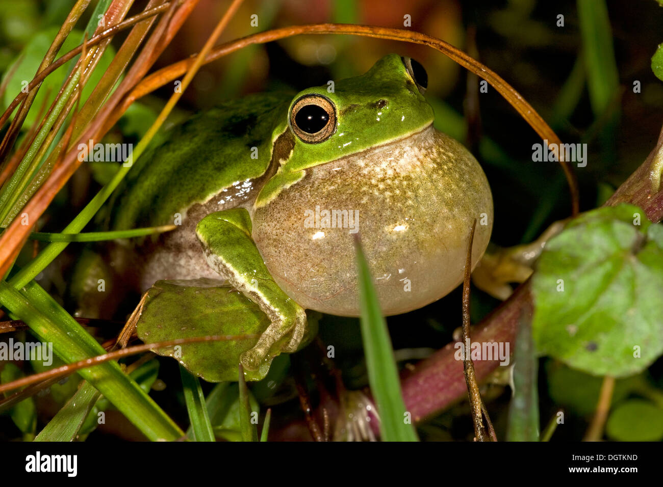 Sardinian court hi-res stock photography and images - Alamy