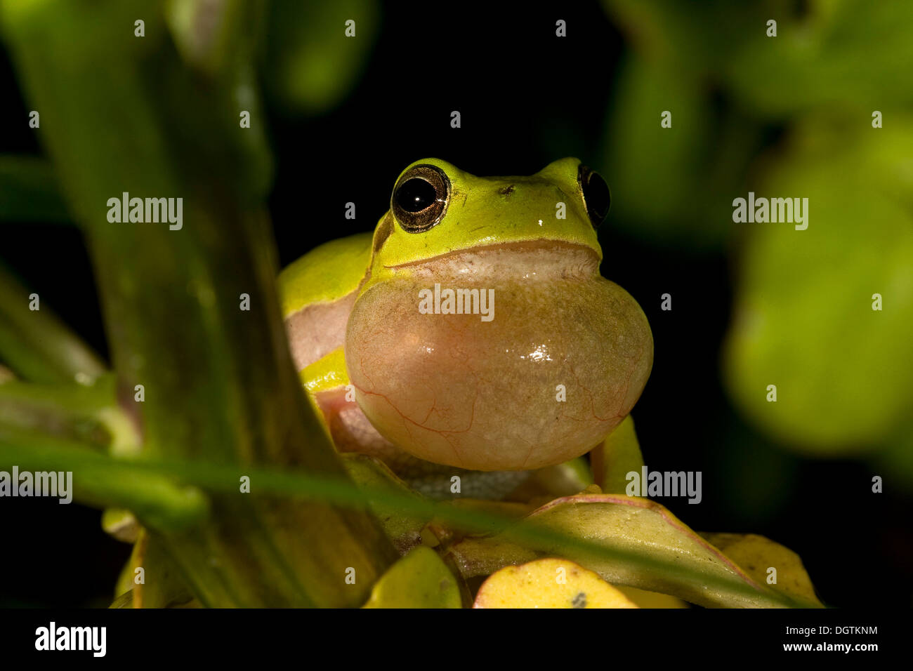 Amphibian sardinia hi-res stock photography and images - Alamy