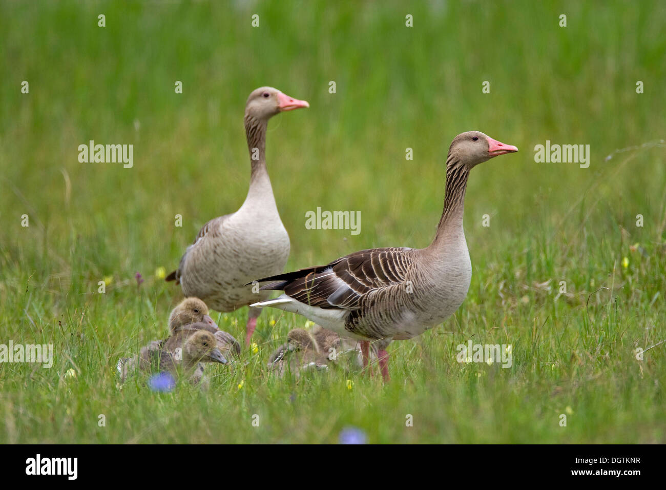Greylag goose (Anser anser), family, Lake Neusiedl, Austria, Europe ...