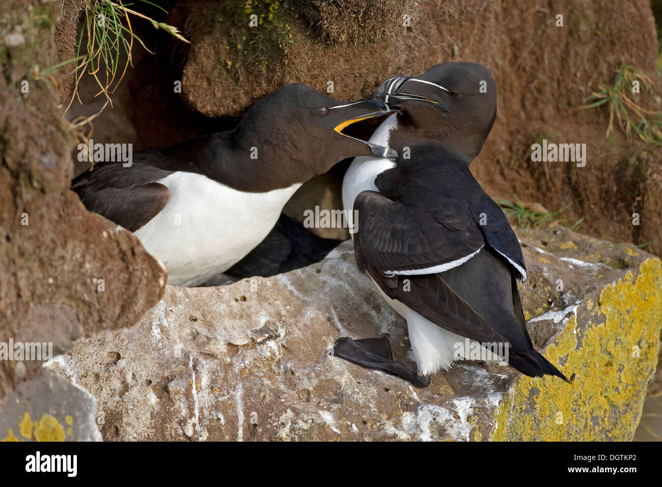 Razorbills (Alca torda) at the breeding area, Látrabjarg bird cliff ...