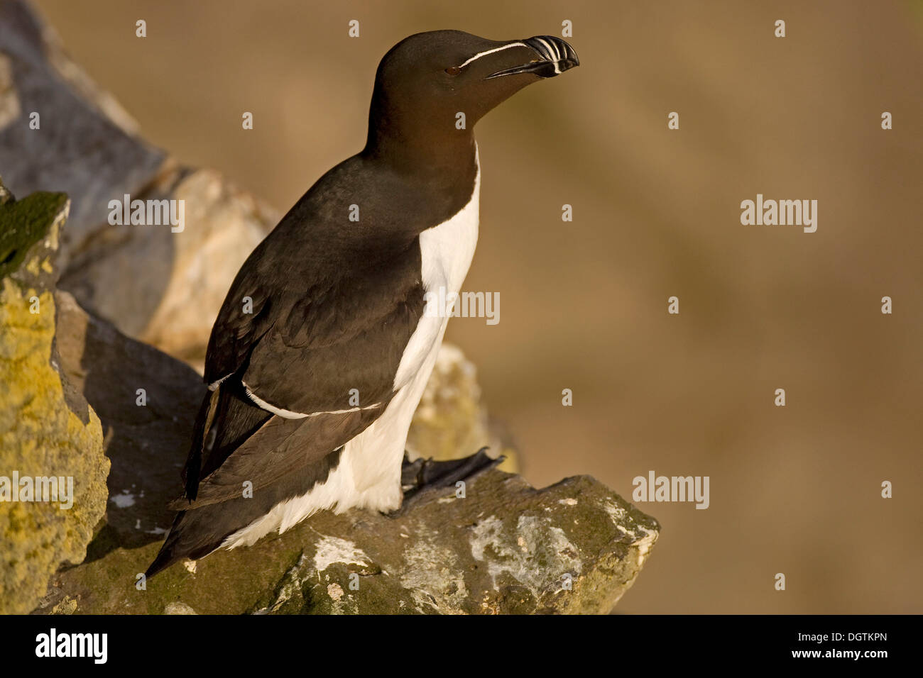 Razorbill (Alca torda), Látrabjarg bird cliff, West Fjords, Iceland ...