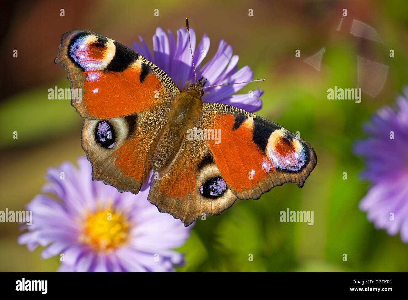 Peacock (Inachis io), Thuringia Stock Photo - Alamy