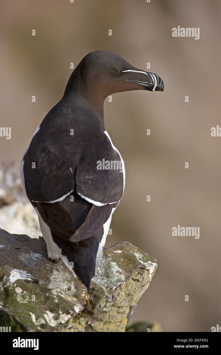 Razorbill (Alca torda), Látrabjarg bird cliff, West Fjords, Iceland ...
