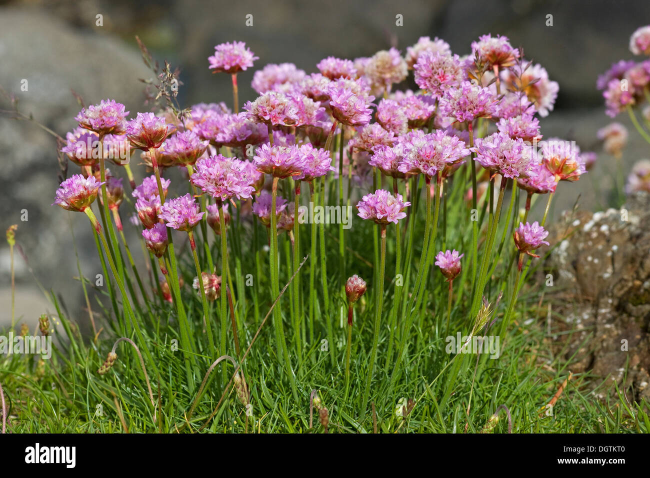 Sea thrift (Armeria maritima), Faroe Islands Stock Photo - Alamy