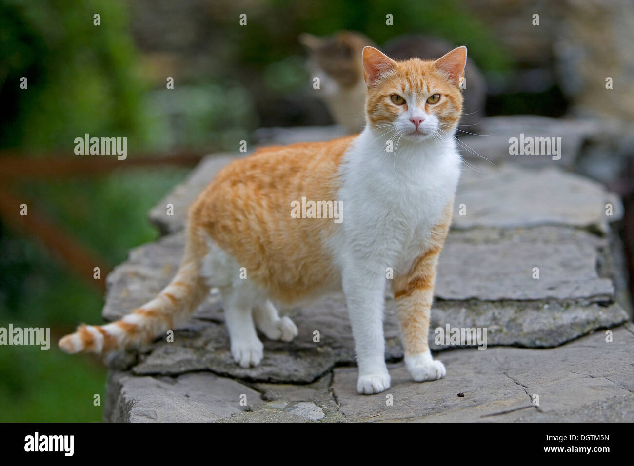 Pyrenees cat hi-res stock photography and images - Alamy