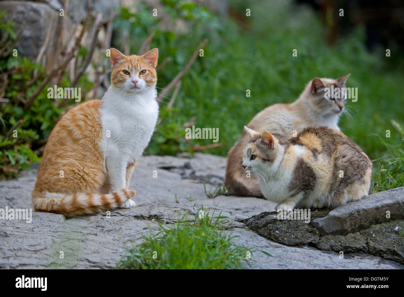 Mountains of europe hi-res stock photography and images - Alamy