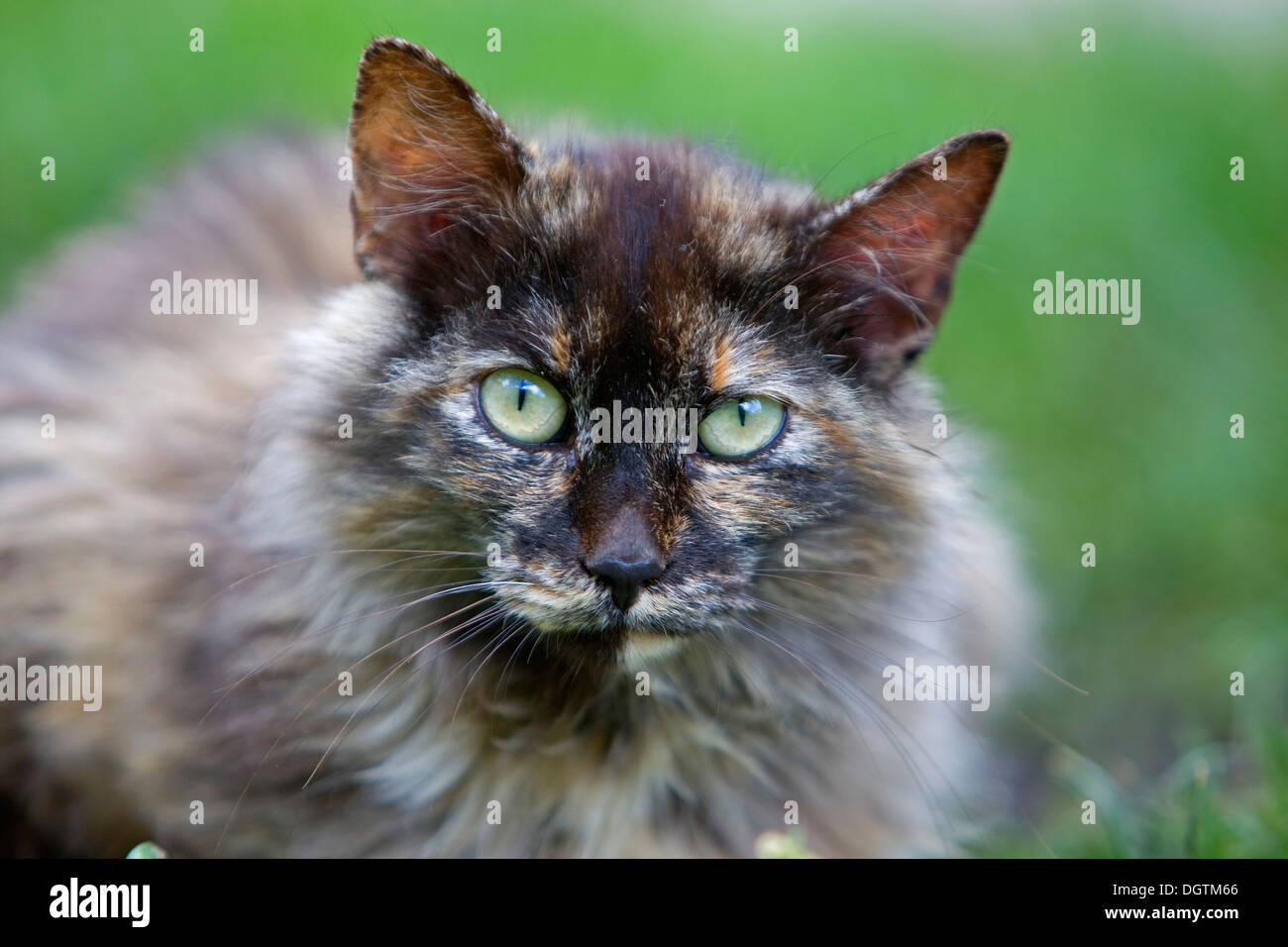 Pyrenees cat hi-res stock photography and images - Alamy