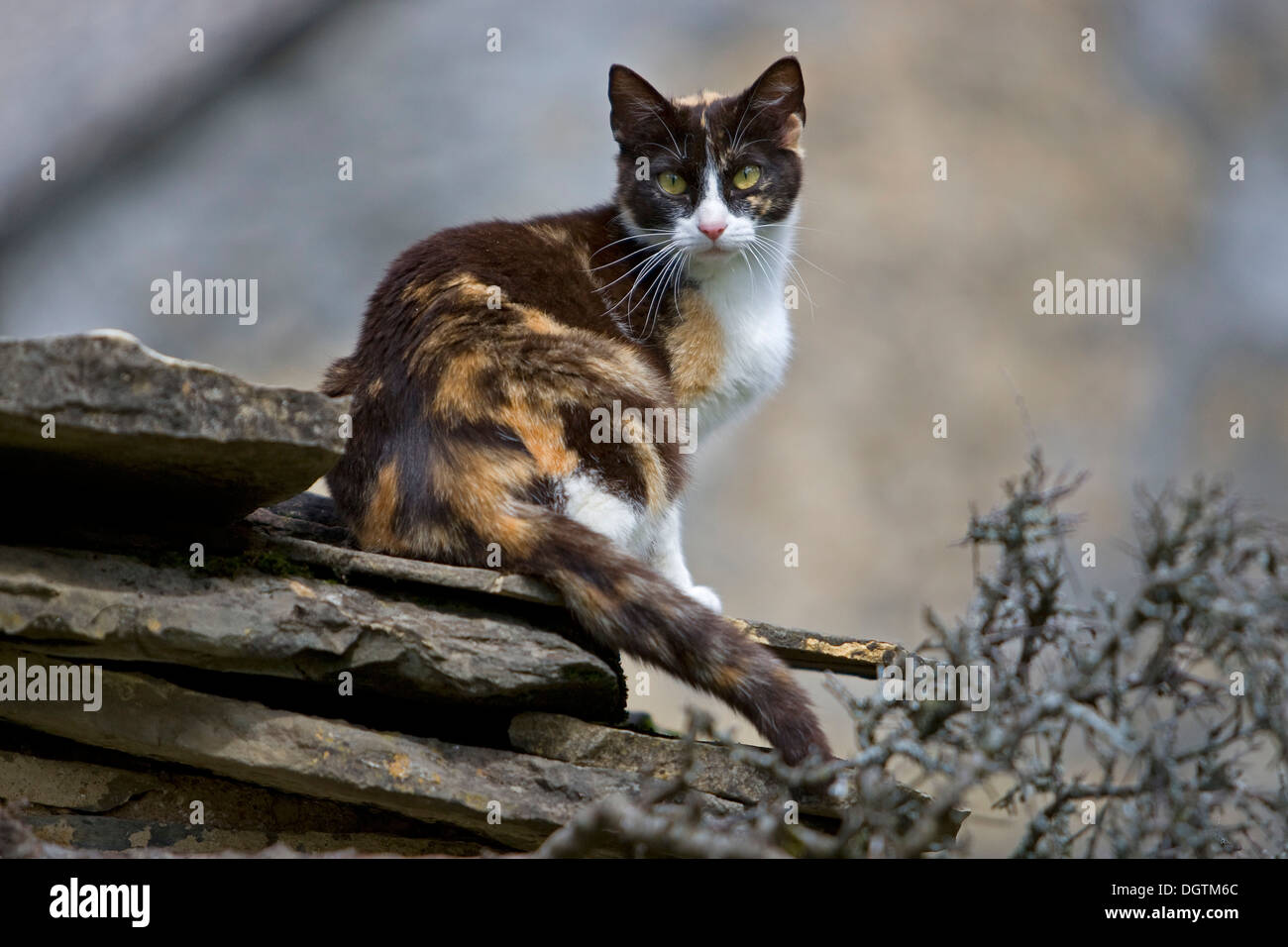 Domestic cat, Pyrenees mountains, Spain, Europe Stock Photo - Alamy