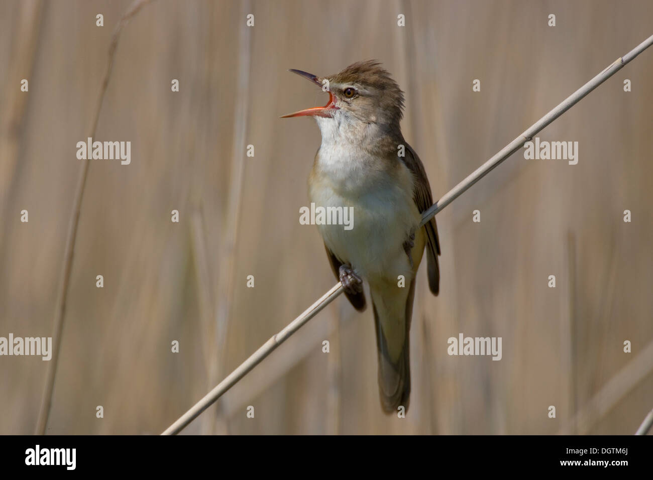 Great Reed Warbler (Acrocephalus arundinaceus), singing male, Danube ...