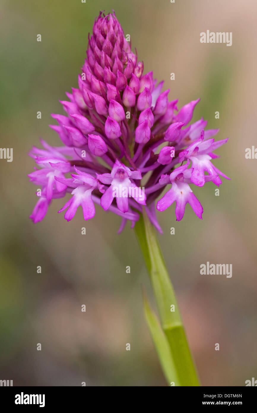Anacamptis pyramidalis hi-res stock photography and images - Alamy