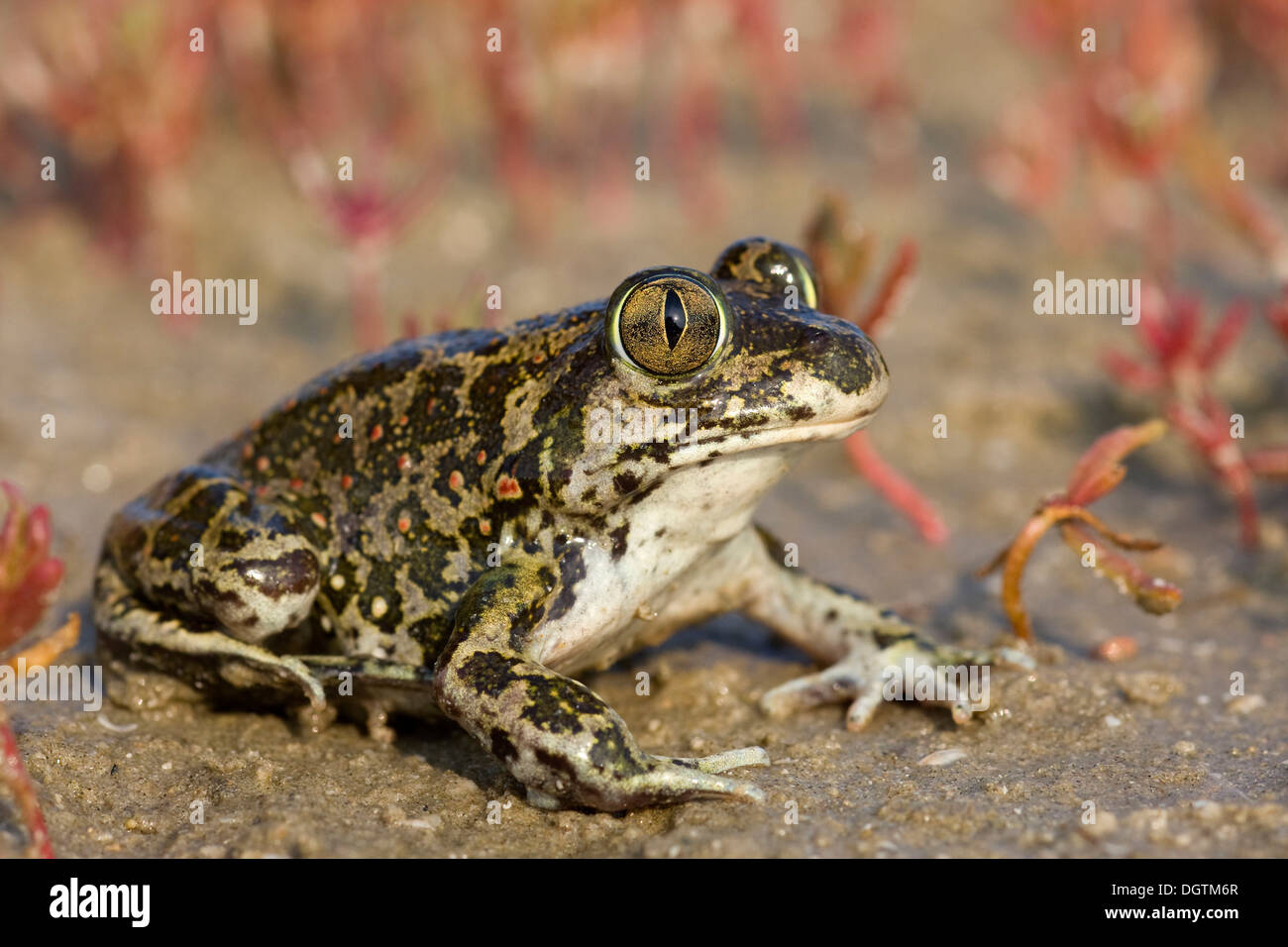 Eastern Spadefoot Toad (Pelobates syriacus), Danube Delta, Romania ...