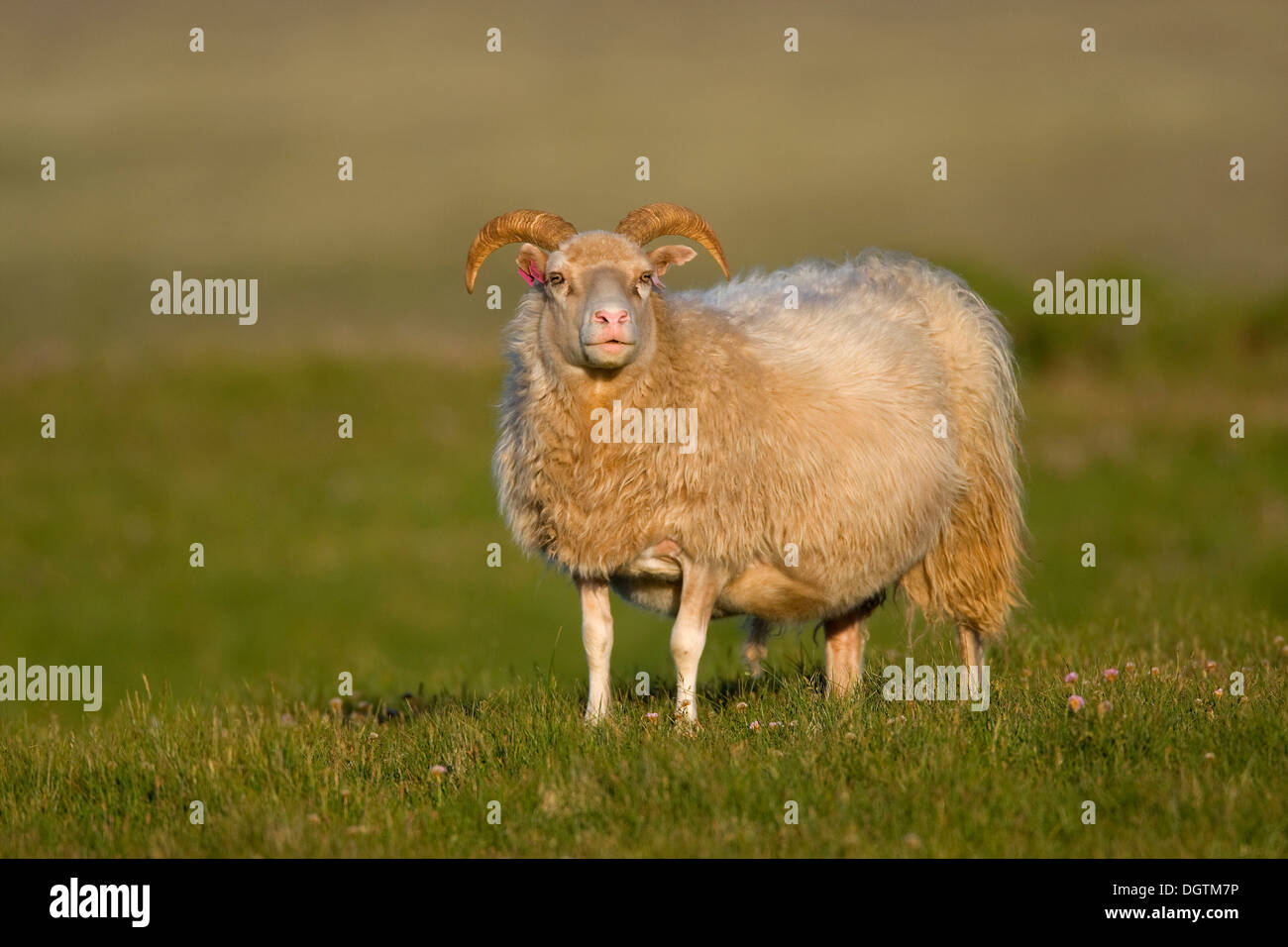 Wild sheep europe hi-res stock photography and images - Alamy