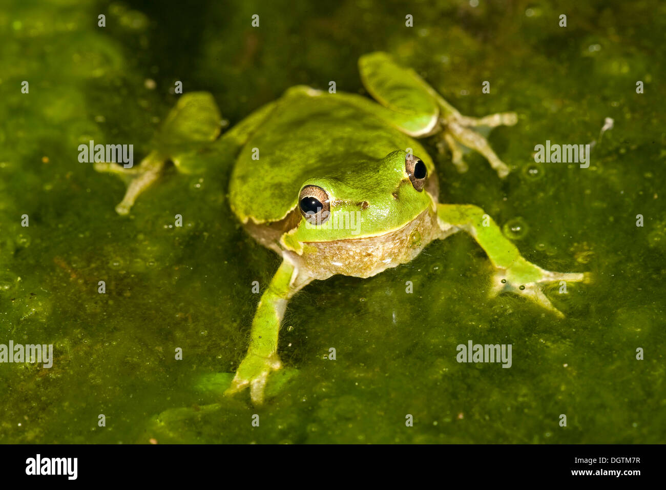 Sardinian fauna hi-res stock photography and images - Alamy