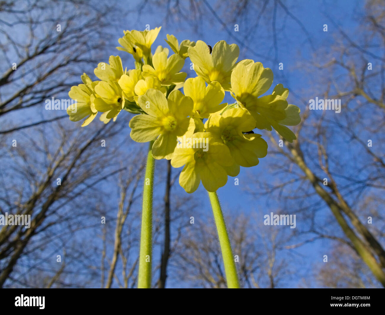 Oxlip (Primula elatior), Thuringia Stock Photo - Alamy