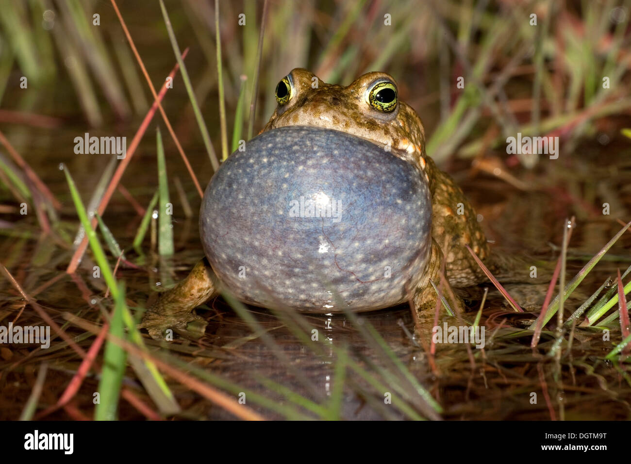 Male toads hi-res stock photography and images - Alamy