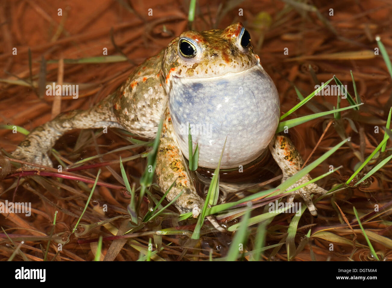Natterjack toads mating hi-res stock photography and images - Alamy