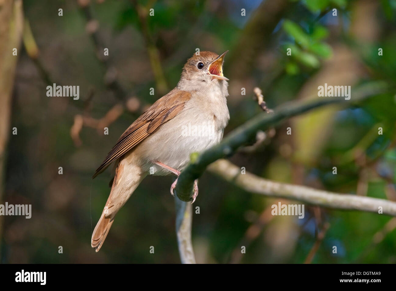 Nightingale (Luscinia megarhynchos), Lake Neusiedl, Austria, Europe ...