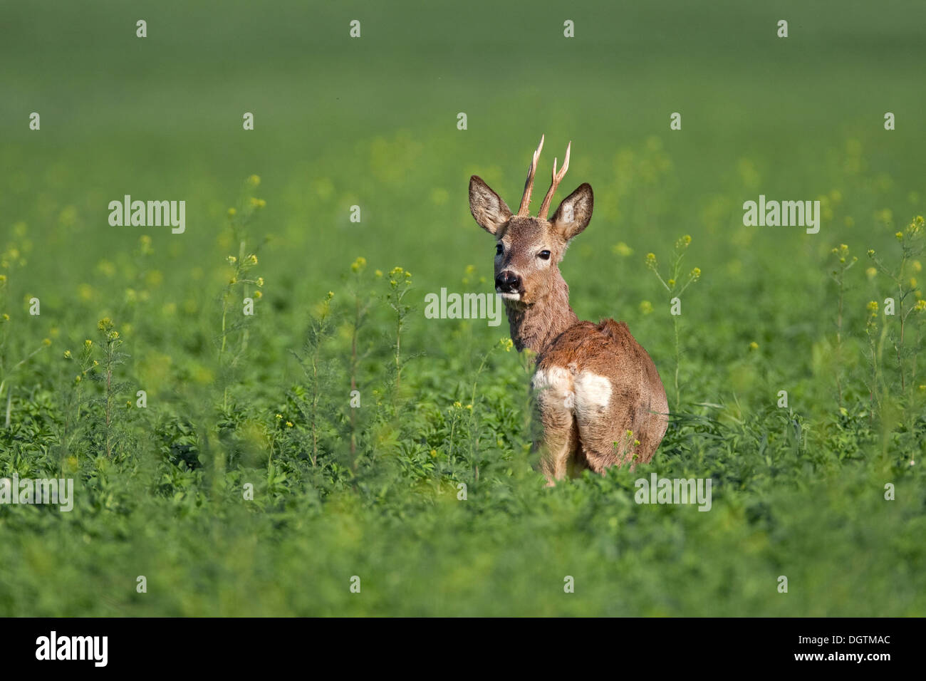 Roe deer (Capreolus capreolus), buck, Lake Neusiedl, Austria, Europe ...