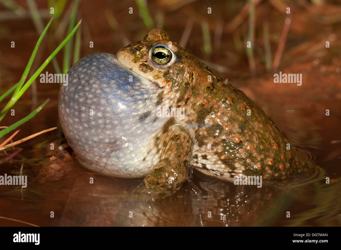 Natterjack toads mating hi-res stock photography and images - Alamy