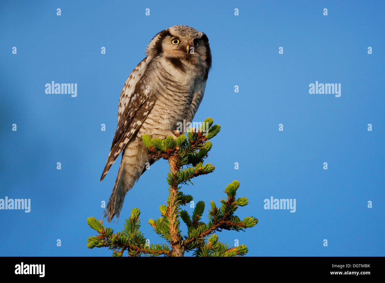 Northern hawk owl (Surnia ulula), Finland, Europe Stock Photo - Alamy