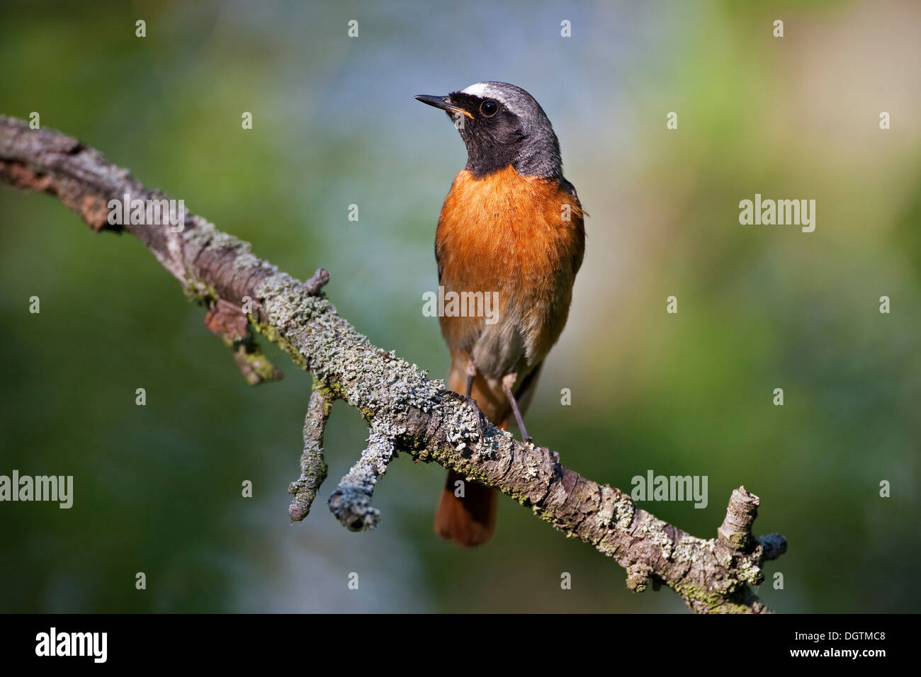 Common redstart (Phoenicurus phoenicurus), male, Thuringia Stock Photo ...
