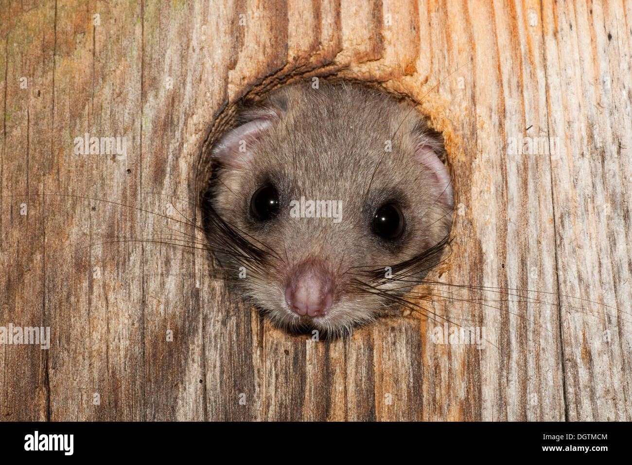 Edible dormouse glis glis hi-res stock photography and images - Alamy