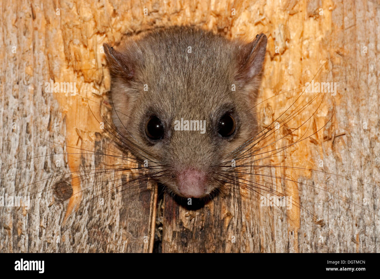 Edible dormouse glis glis hi-res stock photography and images - Alamy