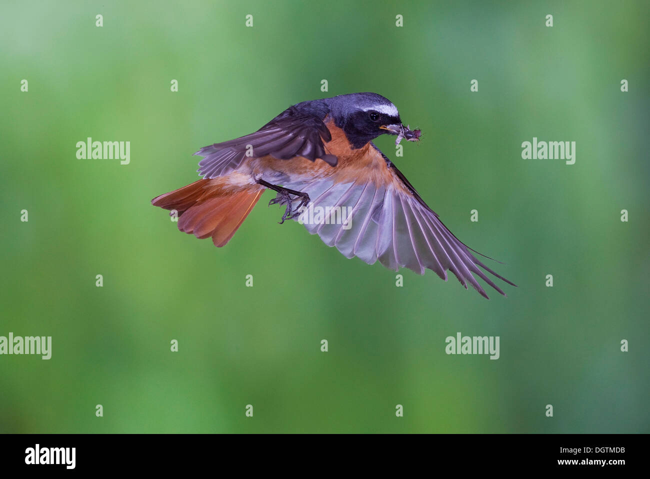Common redstart (Phoenicurus phoenicurus) male with food in flight ...