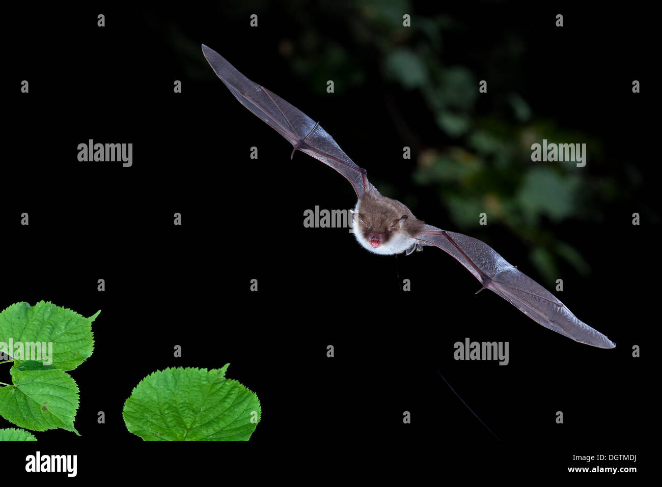 Natterer's bat (Myotis nattereri) in flight, Thuringia Stock Photo - Alamy