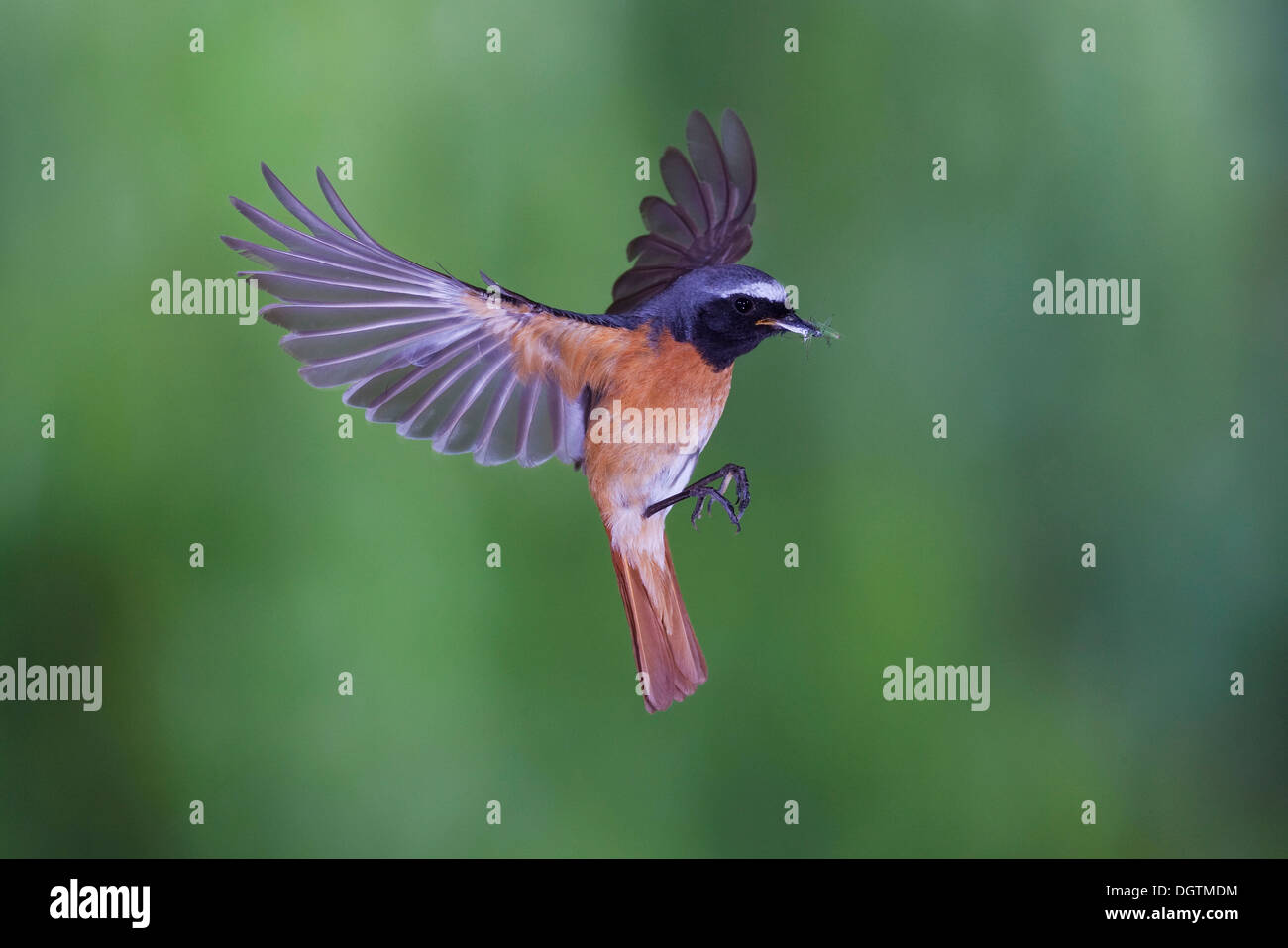 Common redstart (Phoenicurus phoenicurus) male with food in flight ...