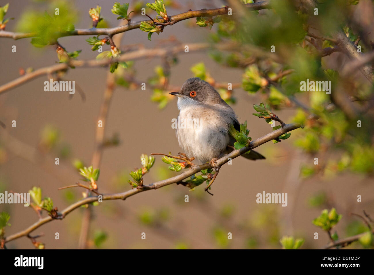 Sardinian warblers sylvia melanocephala hi-res stock photography and ...