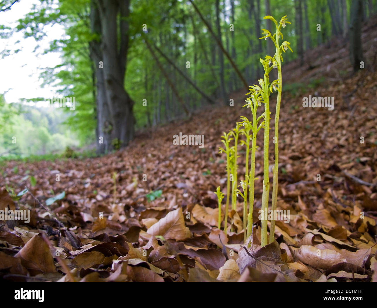 Northern coralroot hi-res stock photography and images - Alamy