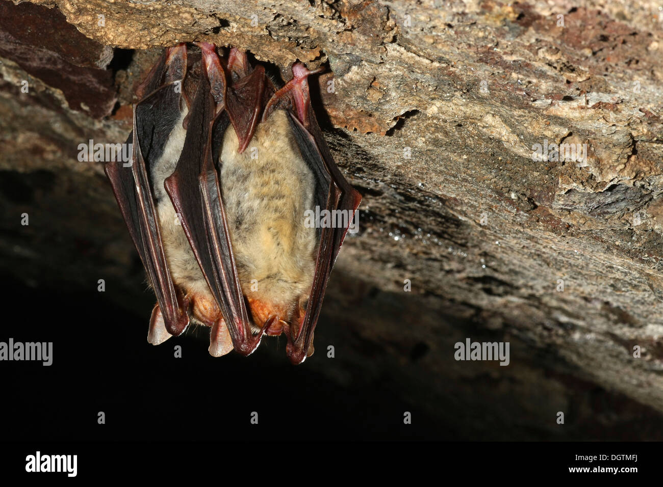 Greater mouse-eared bat (Myotis myotis) in winter quarters, Thuringia ...