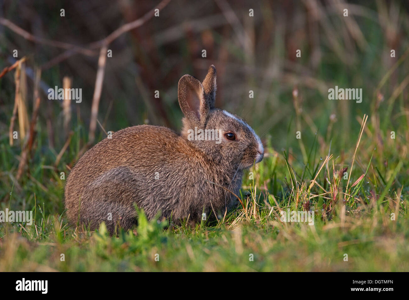 Hybrid between a wild rabbit (Oryctolagus cuniculus) and a domestic ...