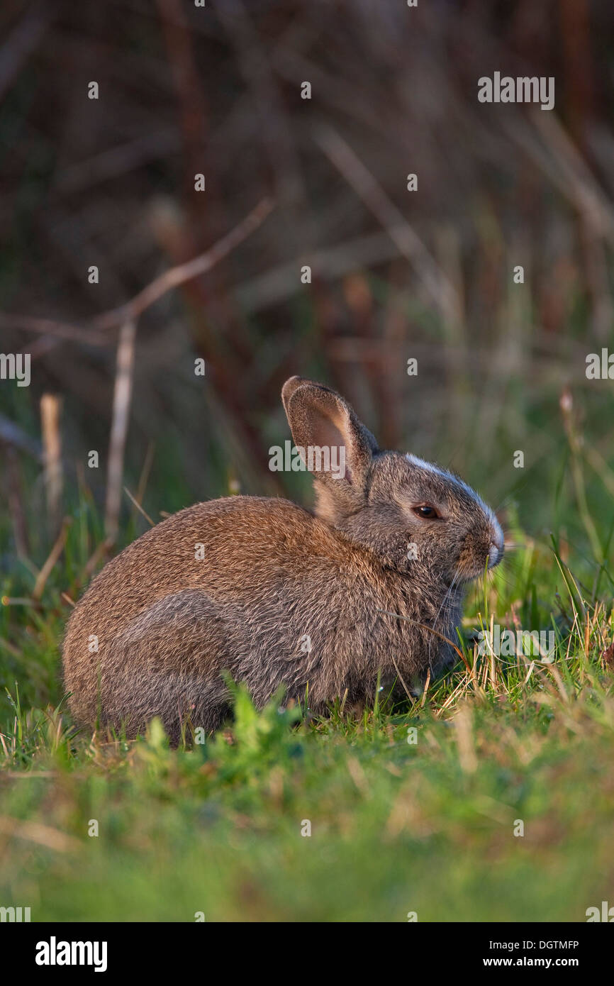 Hybrid between a wild rabbit (Oryctolagus cuniculus) and a domestic ...