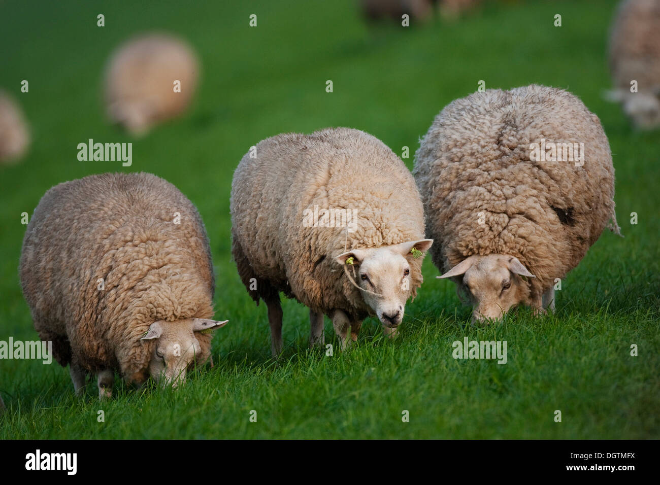 Domestic sheep (Ovis orientalis Aries), Texel, The Netherlands, Europe ...