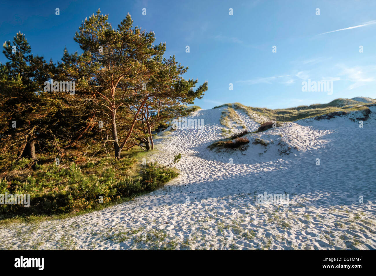 White sandy beach on the south coast of Dueodde, Bornholm, Denmark ...