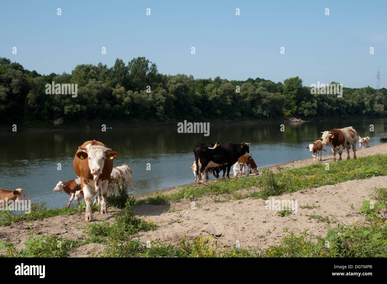 Traditional land use still allows cattle to cool down in the Save river ...