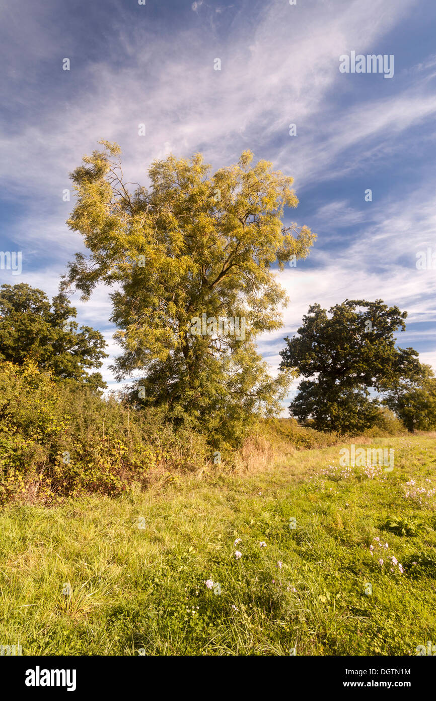 Uk hedgerow in field hi-res stock photography and images - Alamy