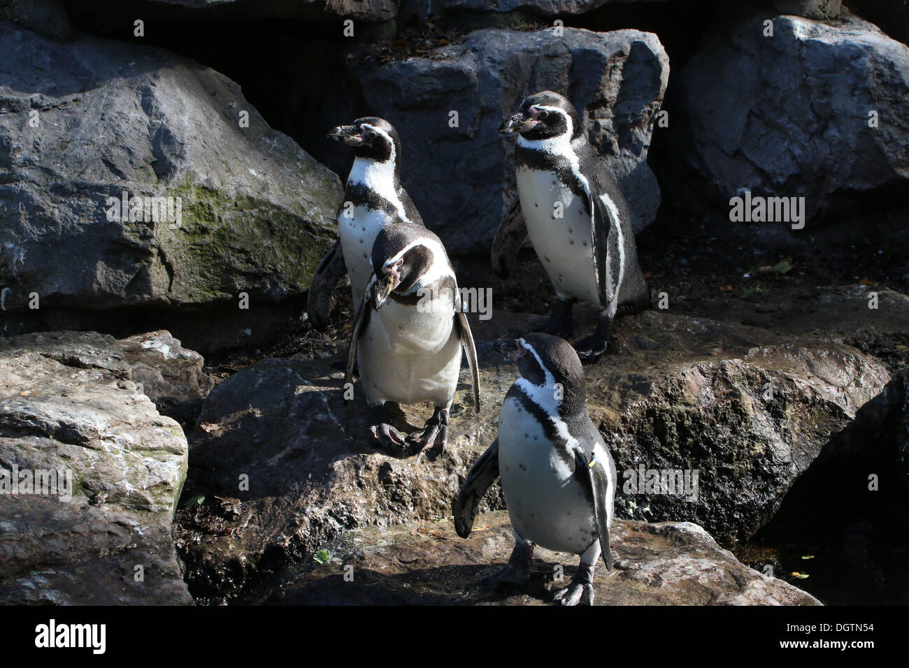 Group of Humboldt or Peruvian Penguins (Spheniscus humboldti) in rocky ...