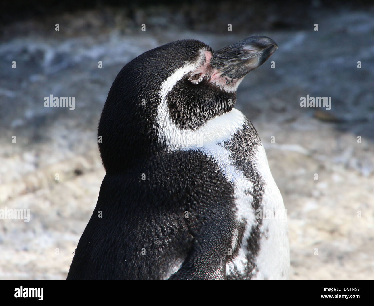 Mature Humboldt or Peruvian Penguin (Spheniscus humboldti Stock Photo ...