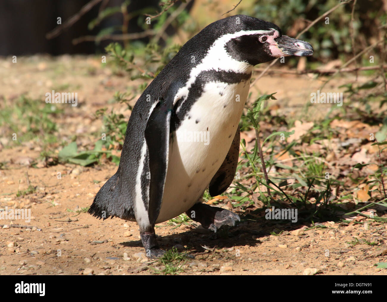 Pinguino De Humboldt High Resolution Stock Photography and Images - Alamy