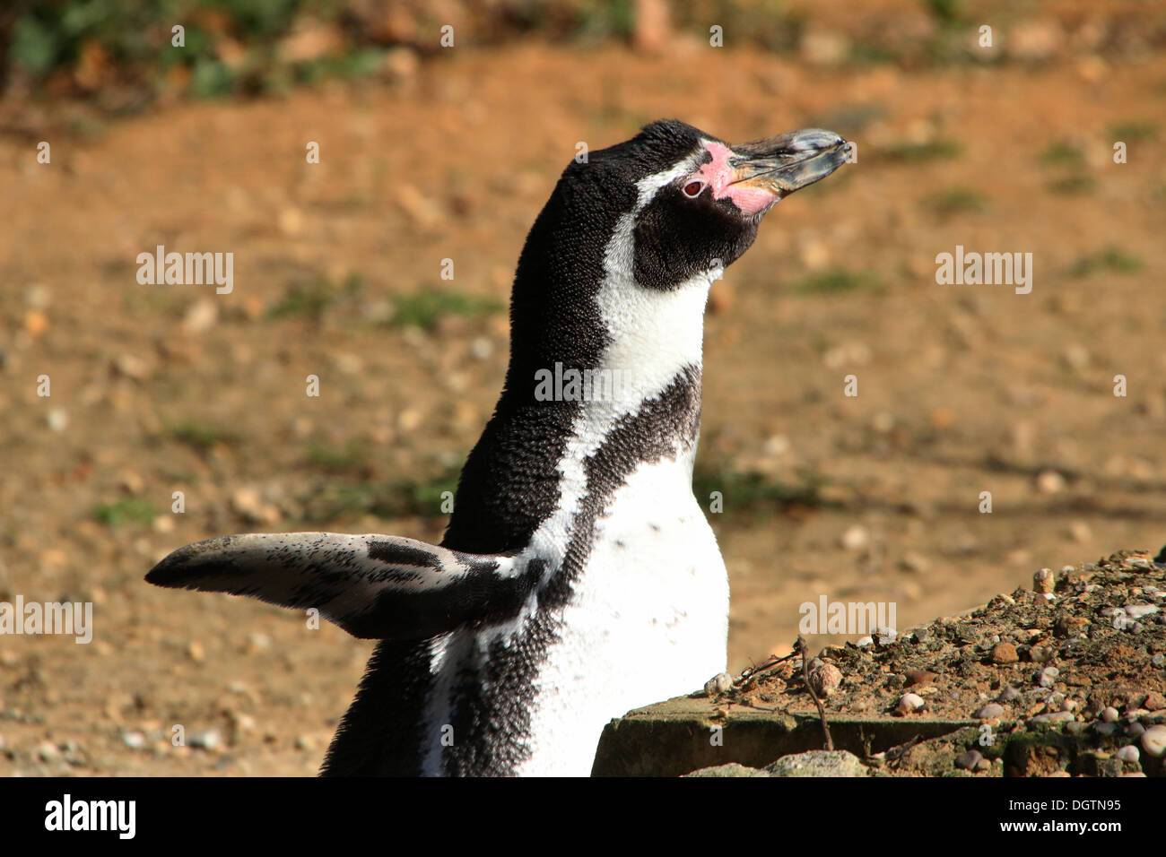 Pinguino di humboldt hi-res stock photography and images - Alamy